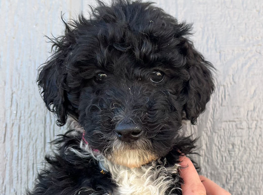 Boundless Joy Doodles- Adopt Berne & Golden Doodle Puppies